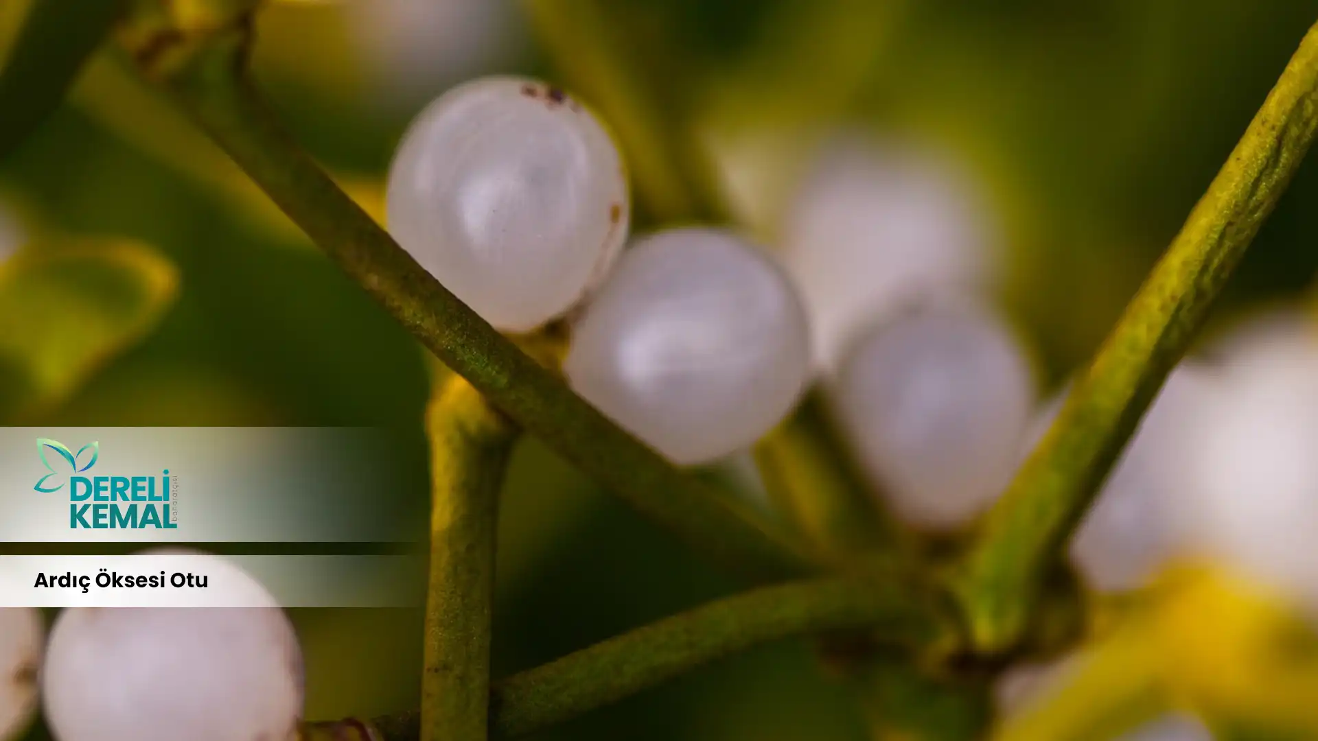 Ardıç Öksesi Otu: Doğanın Gücüyle Sağlığınızı Destekleyin - Dereli ...