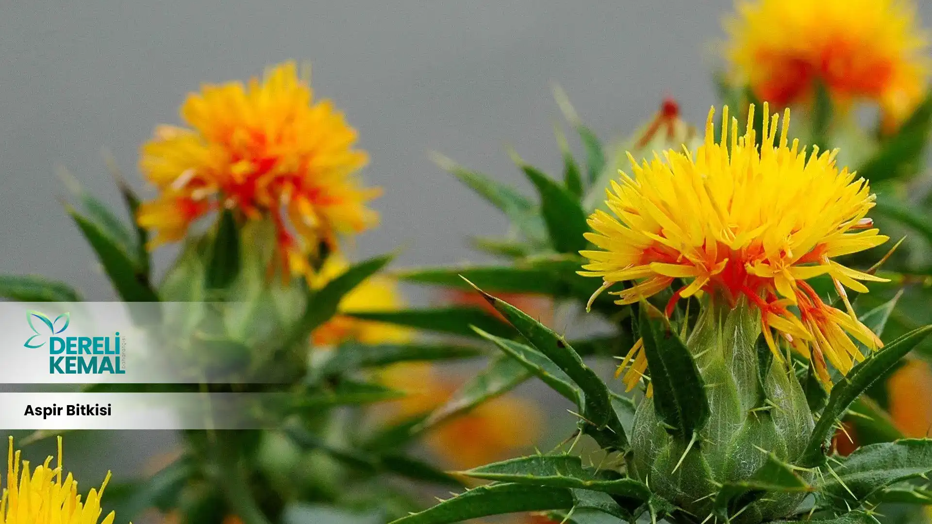 Aspir Bitkisi: Sağlığınıza Güç Katacak Doğal Bir Mucize - Dereli Kemal ...